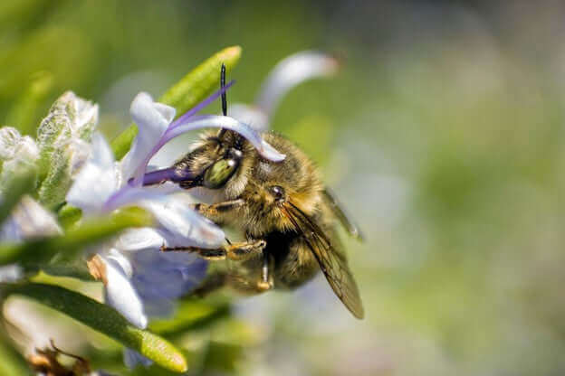 Bee Friendly Garden Pollination Tips – Honeybee Vintage